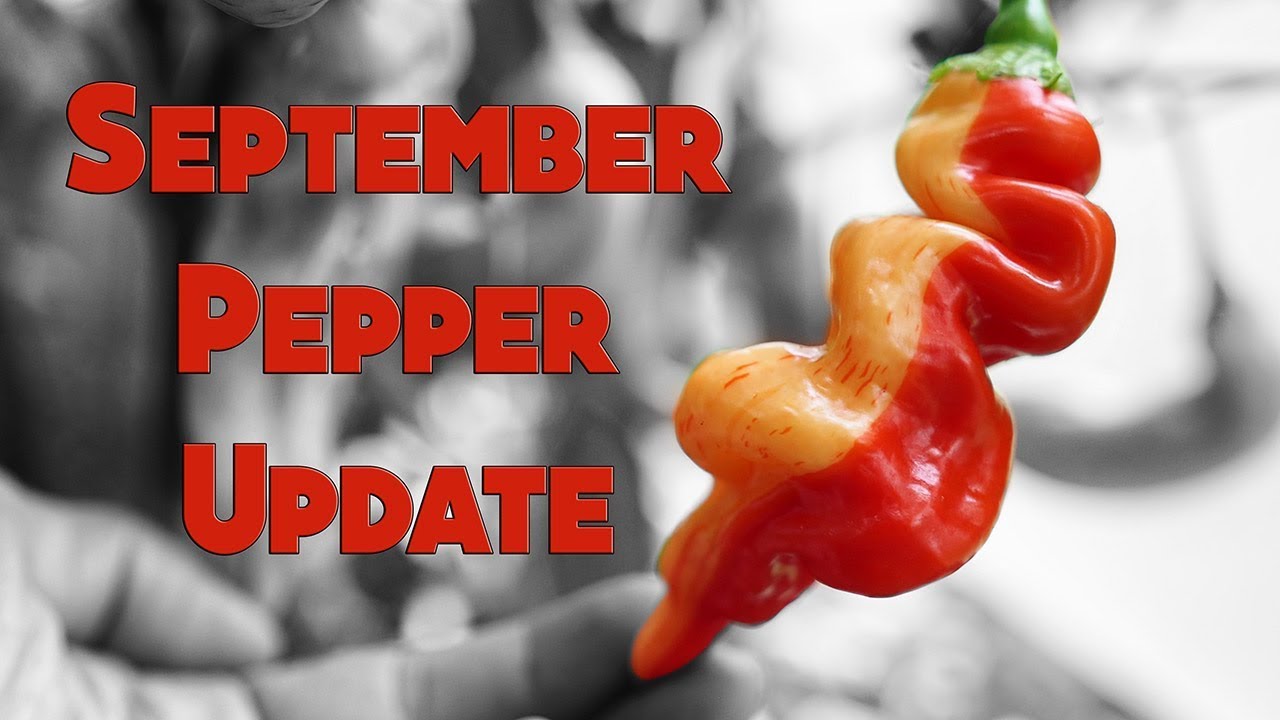 September Pepper Update - YouTube