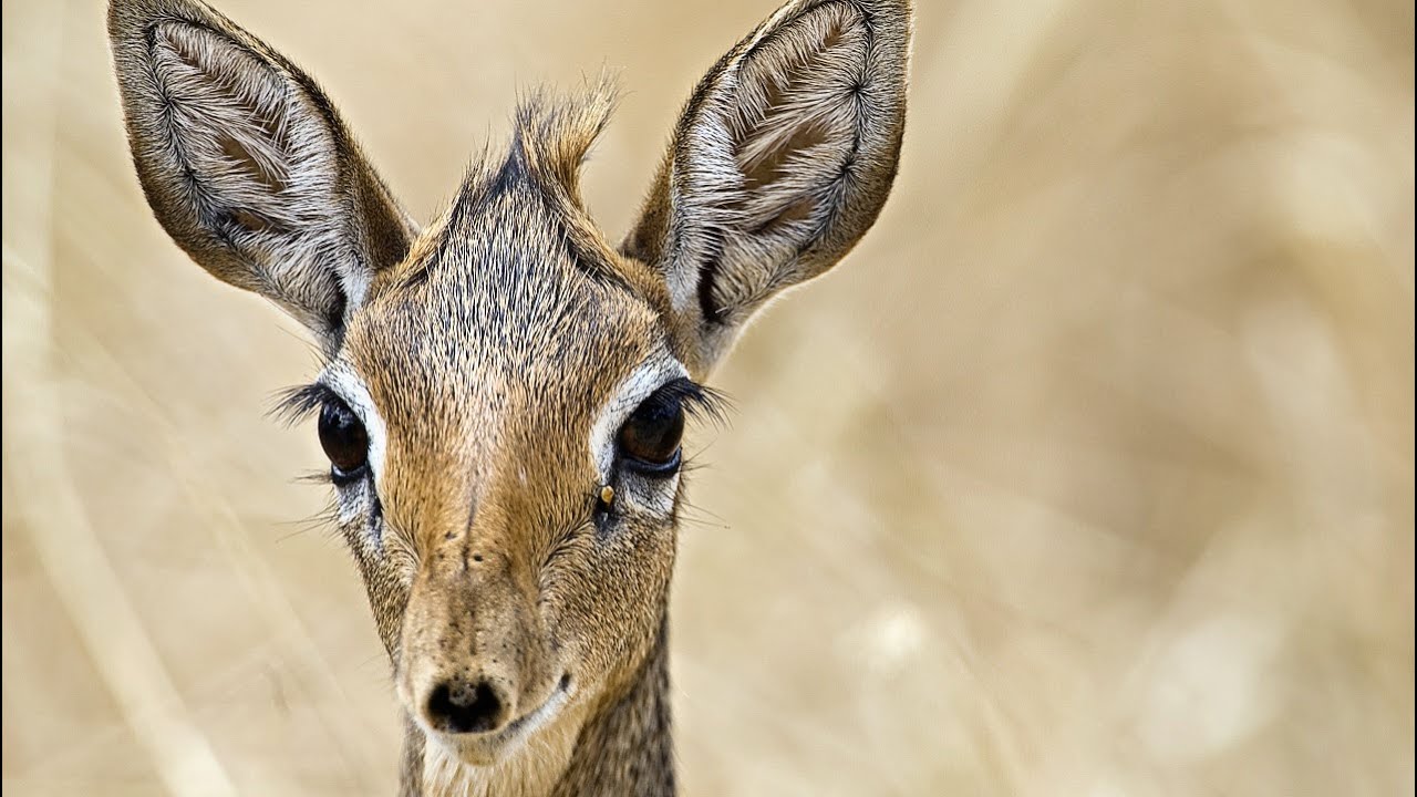 Dik Diks as Pets: Exploring the 12 Pros and Cons😗🤔😍 - YouTube