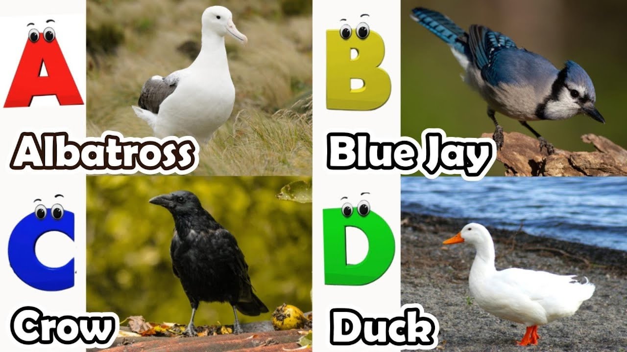 Birds ABC Song | Birds Alphabet Song for Kids | Alphabet Letters ...