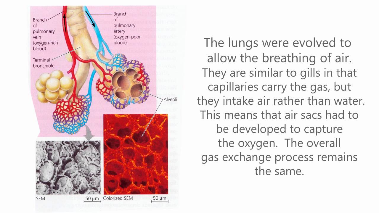 AP Biology Project - Evolution of Respiratory System & Gas Exchange ...