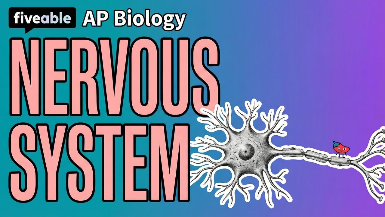 AP Biology - Nervous System: Action Potentials & Synapses | Fiveable ...