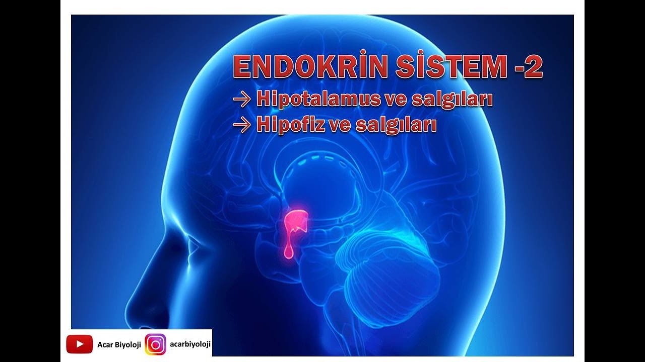 Endokrin Sistem 2- Hipolamus ve Hipofiz bezi salgıları - YouTube