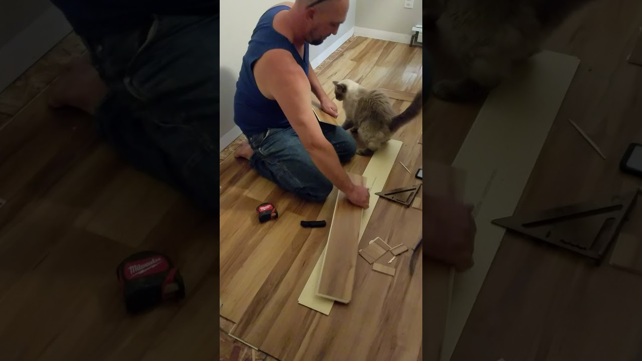 Carpenter cat! - YouTube