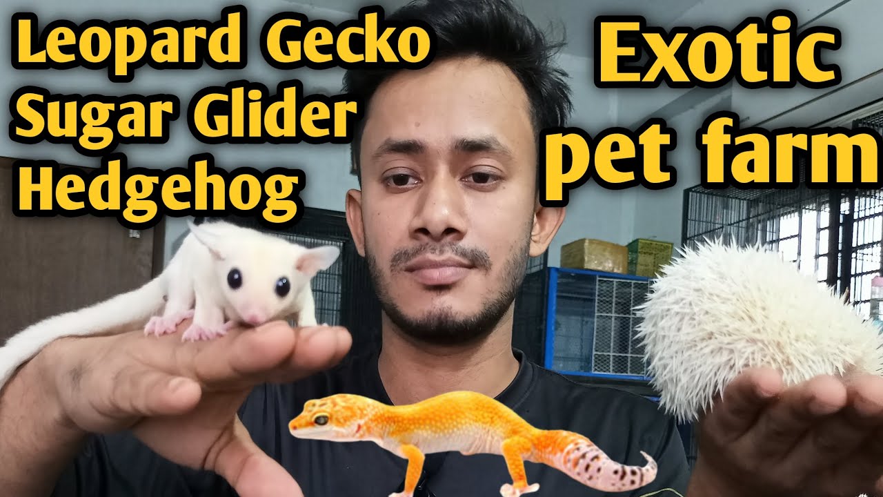 Leopard Gecko in bd |Sugar Glider in bd | Hedgehog in bd|Syrian ...