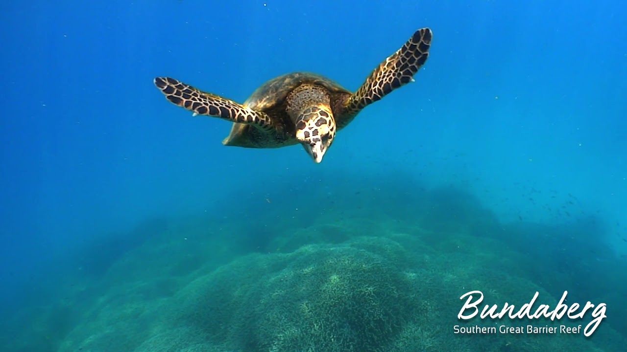Meet Tracy: Underwater photographer and Southern Great Barrier Reef ...