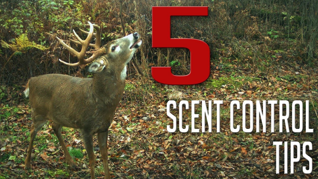 Scent Control | Five Critical Tips! - YouTube