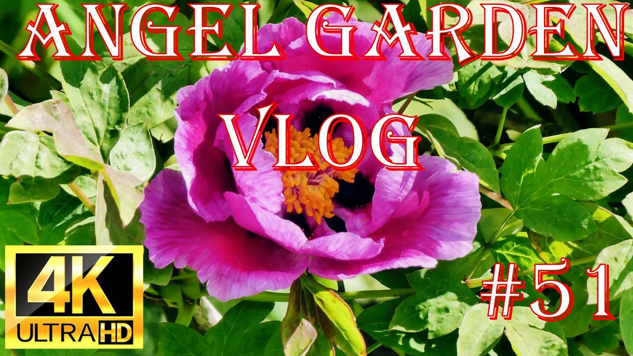 #051 Angel Garden Vlog - The Inspiring Beauty of Angel Garden Revealed ...