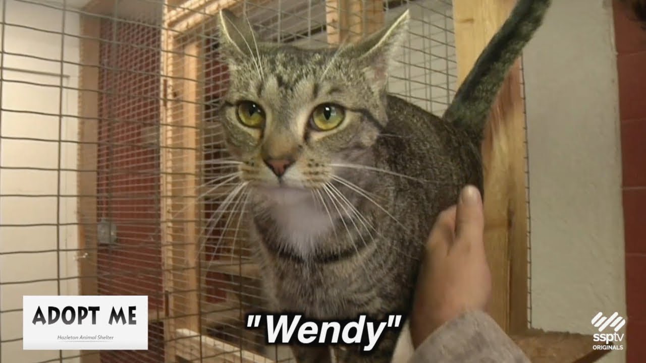 Hazleton Animal Shelter's "Adopt Me" September 22, 2025 - YouTube