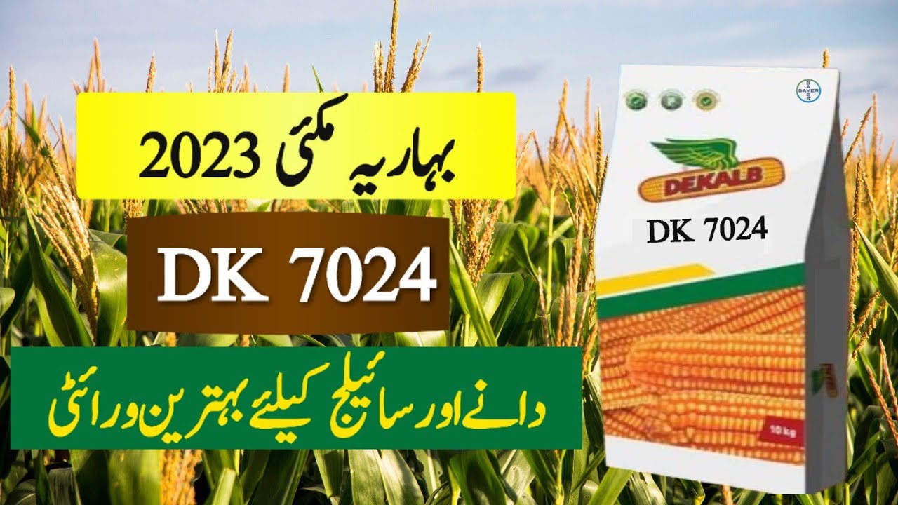 Salient Features of DK 7024 Hybrid Corn Seed||Crop Informer - YouTube