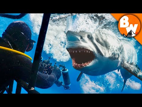 Entering Kill Zone with Great White Sharks!