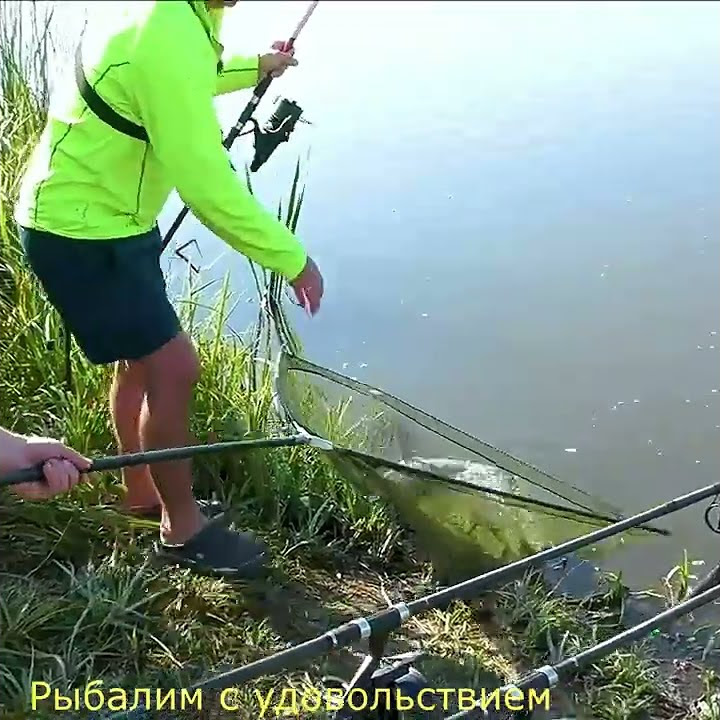 Донная оснастка, которая ловит как Толстолоба так и Карпа. Часть 1 ...