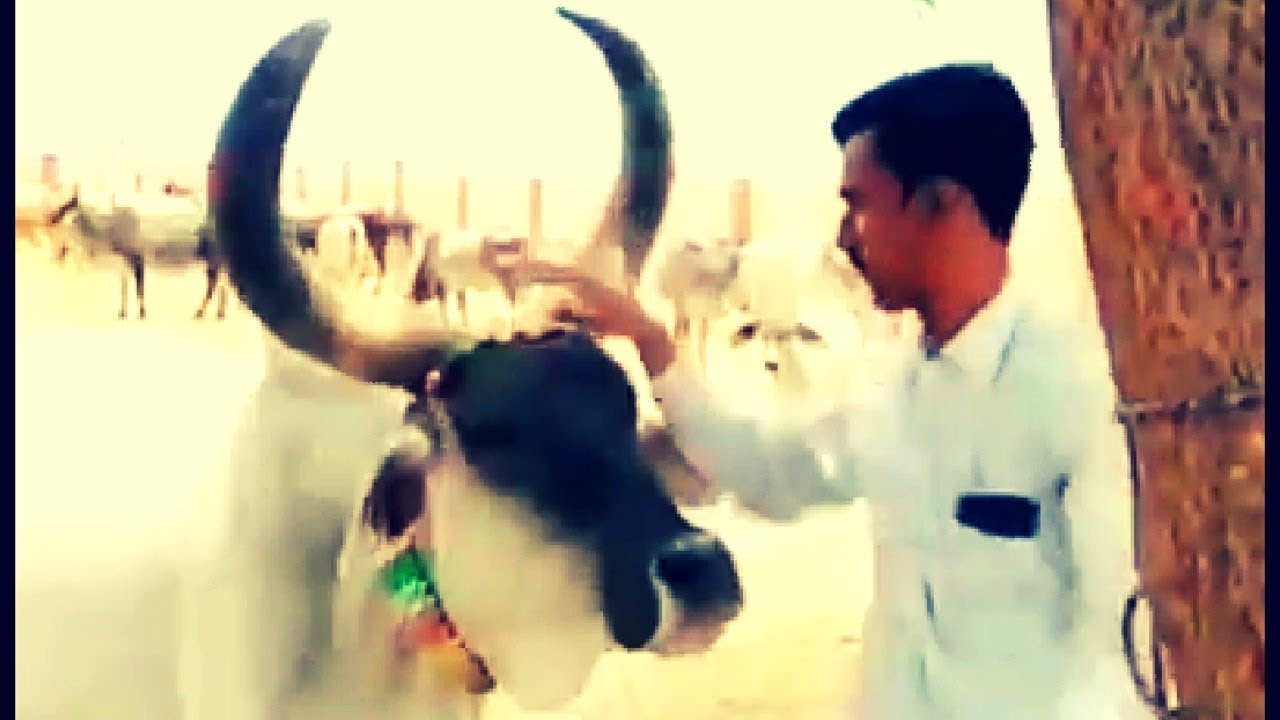 One of the best character of Kankerj Cow kindness |Kankrej cow - YouTube