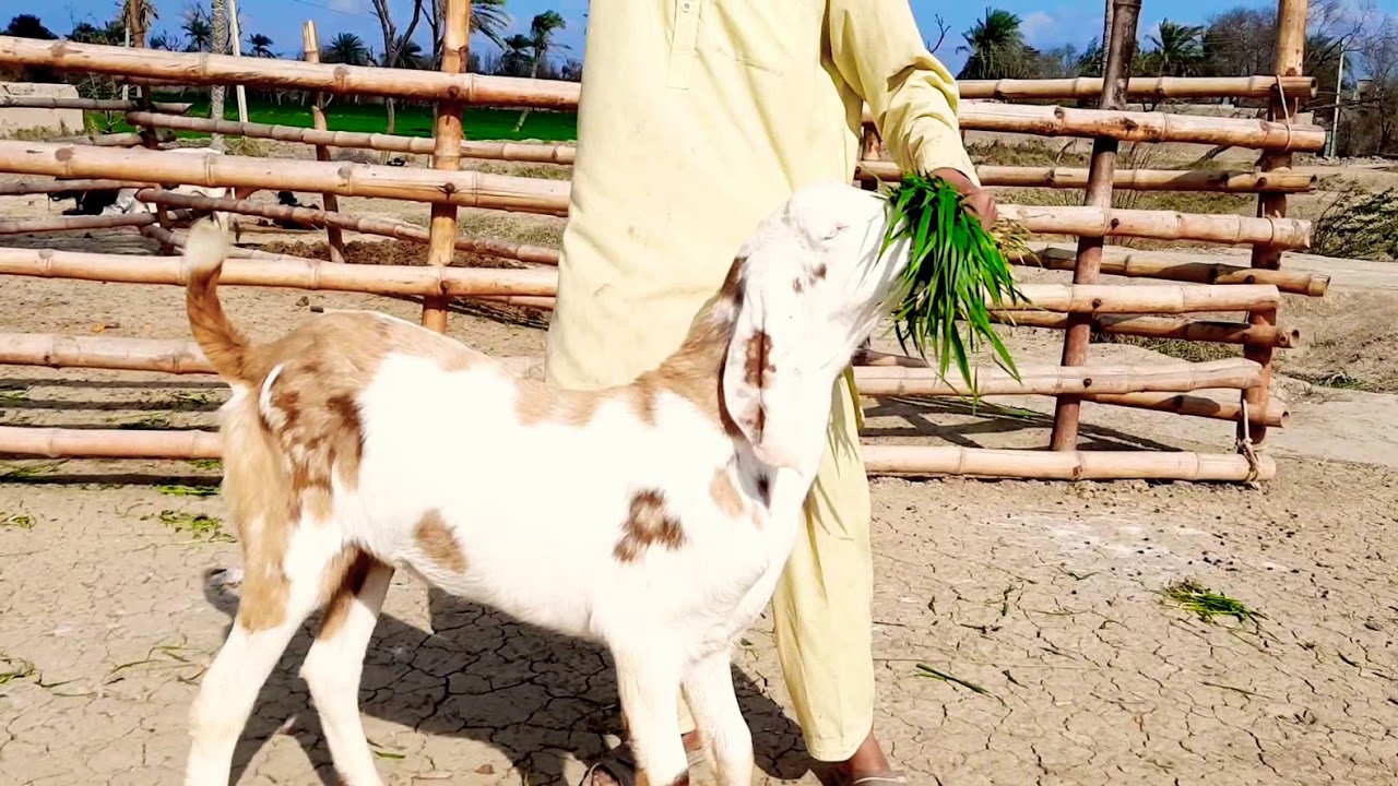 Most beautiful and top quality ablak shera print male khassi bakra for ...