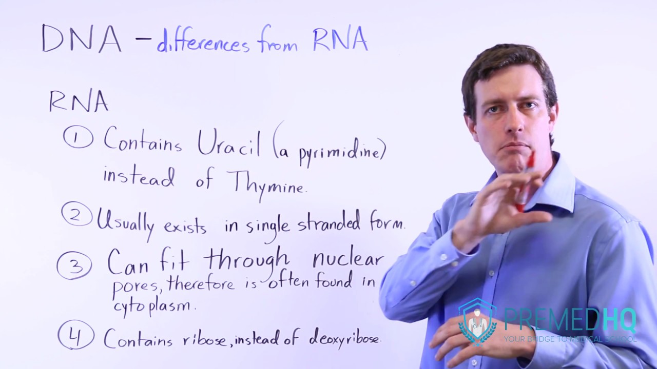 DNA vs RNA (Know These 4 Differences!) - YouTube