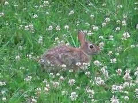 Rabbits Eat Grass Clovers
