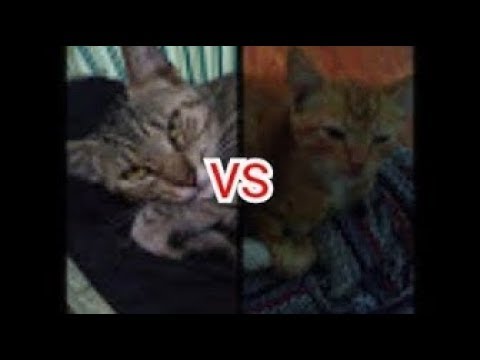 Clásico de clásicos gatos luchando con música de fondo - YouTube