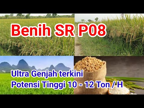 Benih SR P08 Ultra Genjah