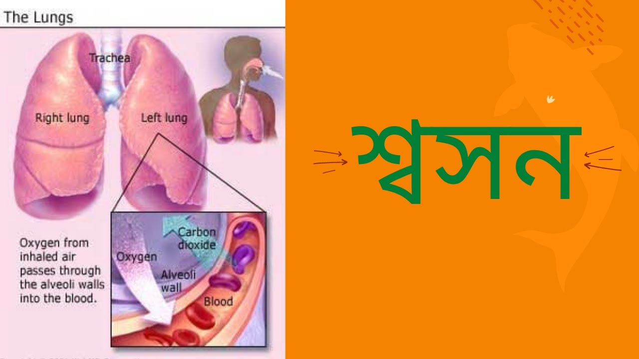 Class 7 Science Chapter 4 Part 2 YouTube class-7-science-chapter-4-part-2-youtube