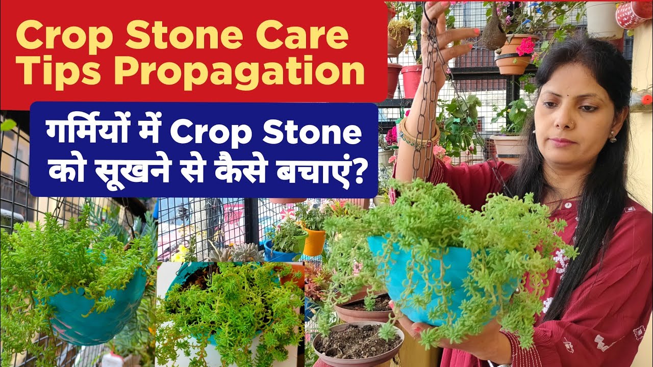 How To Grow And Care Sedum Succulent Plant / Crop Stone Care Tips ...