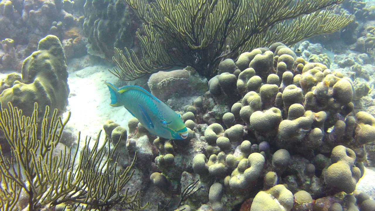 Smiling Parrot fish - YouTube