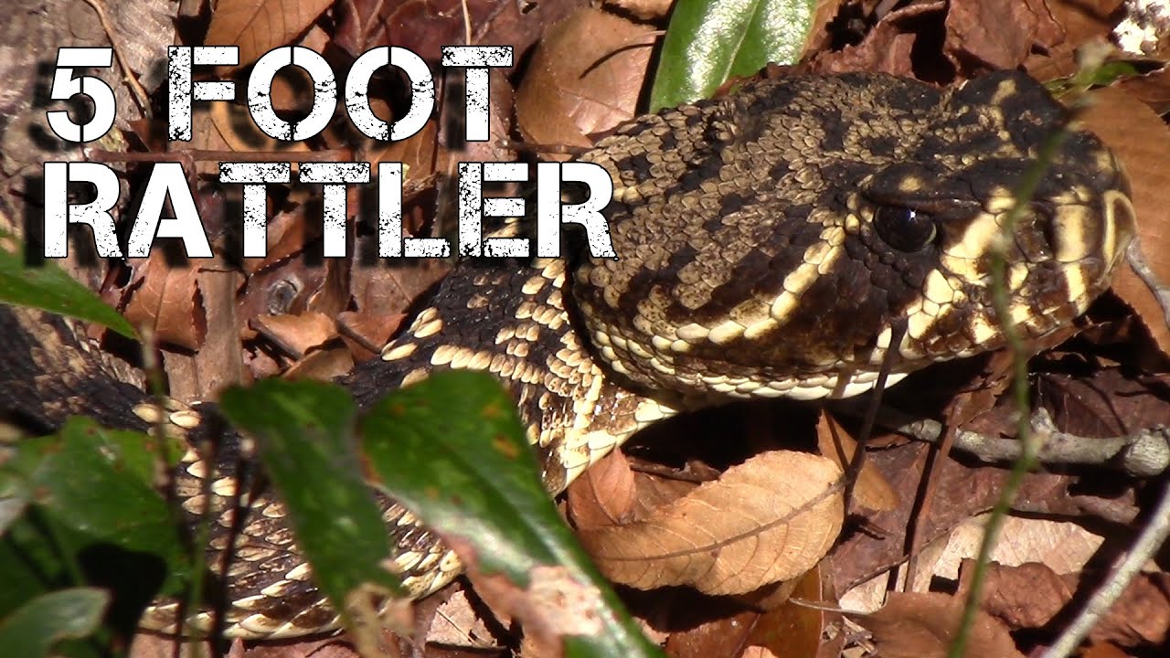 5 Foot Rattlesnake - YouTube