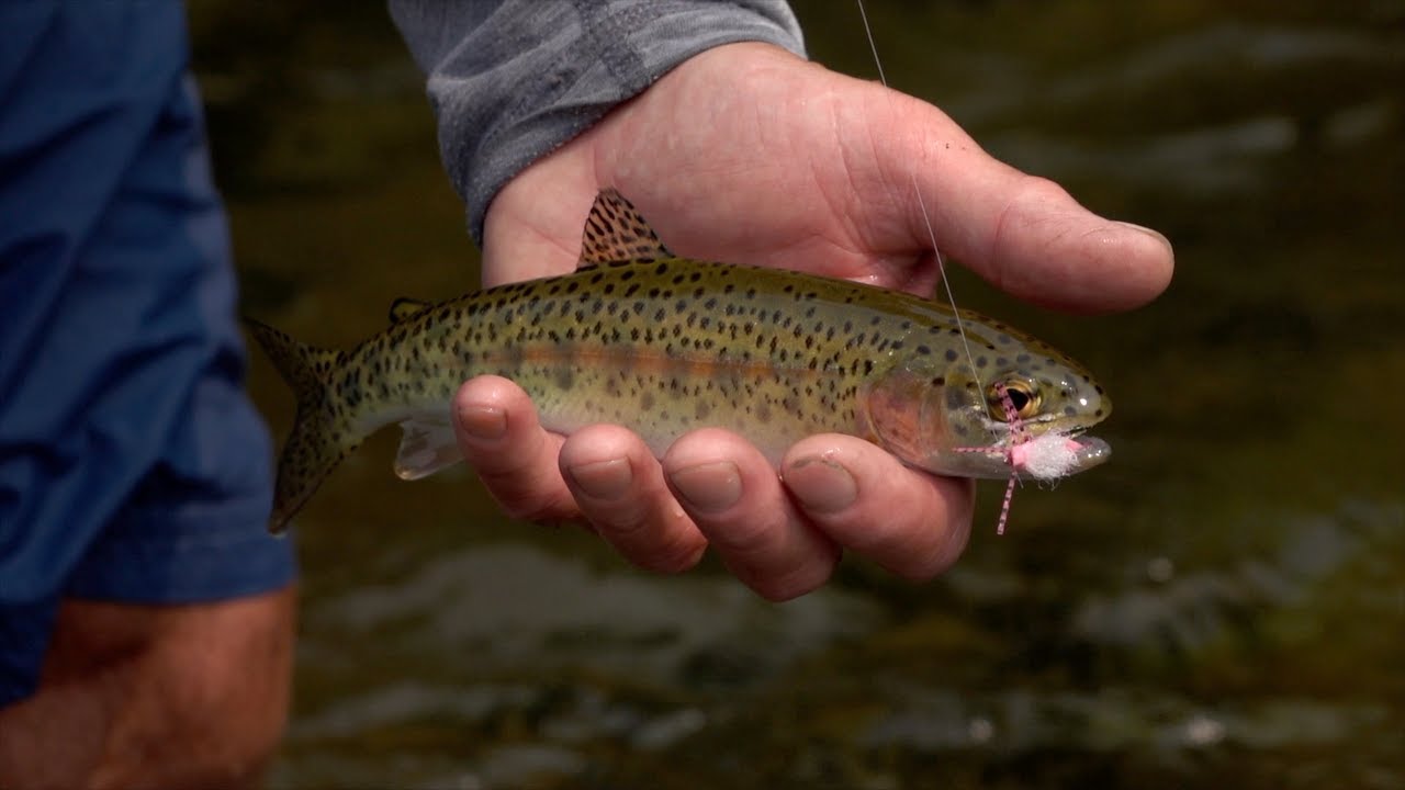 Guide's Day Off, Tim Linehan, Kootenai River Country, MT - YouTube