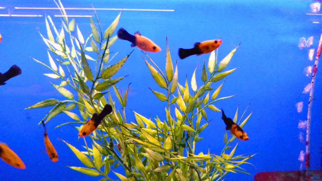 Gold Dust Molly Fish | Beautiful Tuxedo Mollies | Tropical Fish Store ...