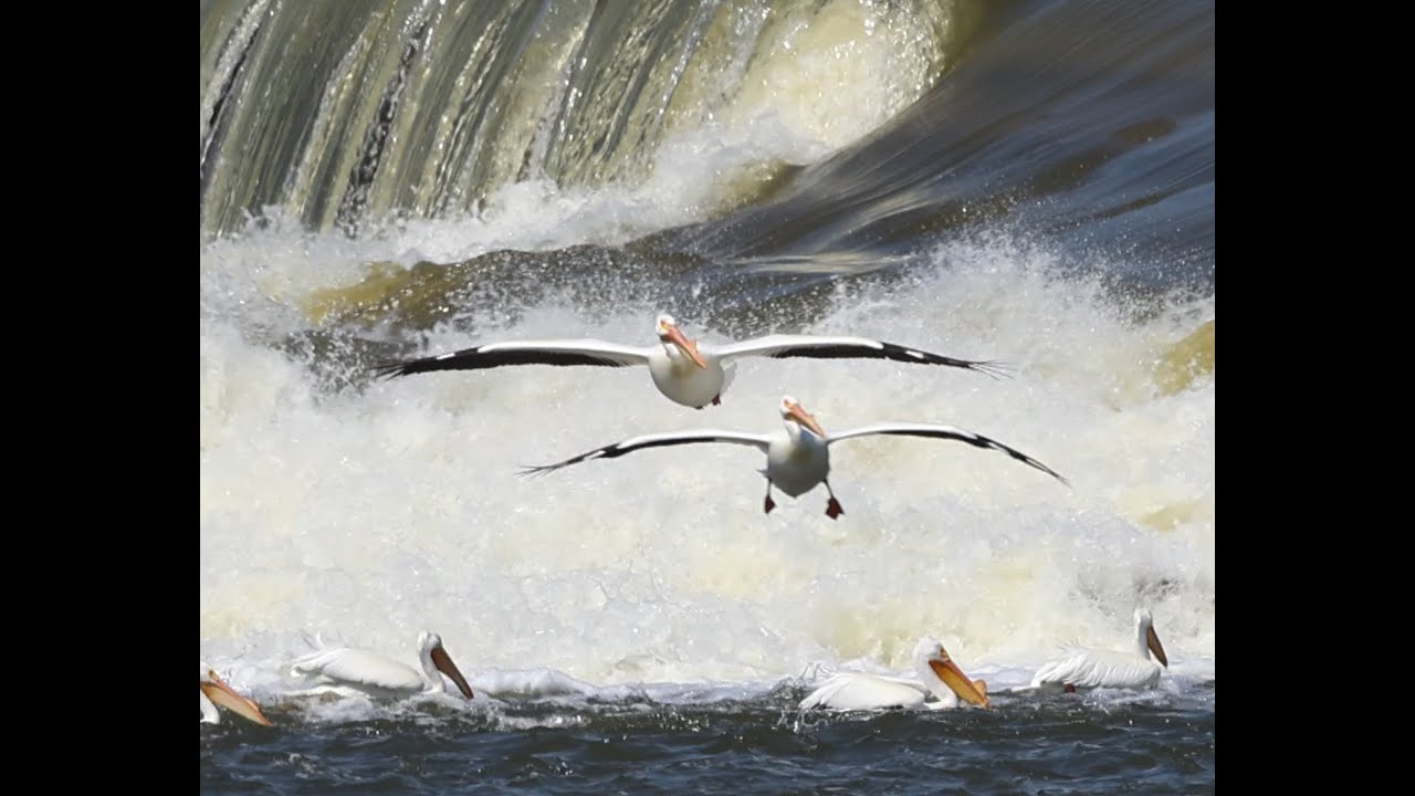 Pelican Landing Low Water Dam - Zinc Lake - YouTube