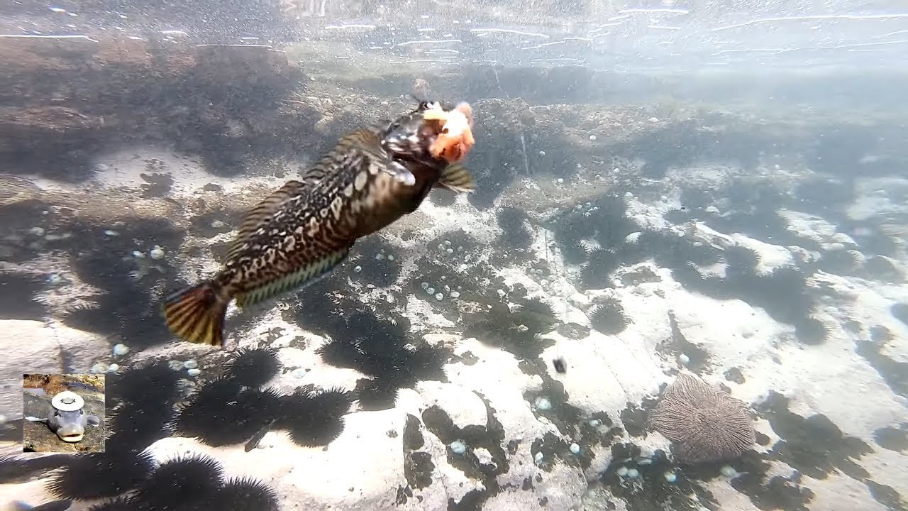 Como pican los peces la carnada bajo el agua - YouTube