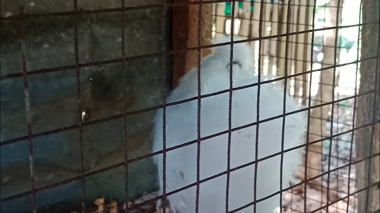 Naglibog si nanay unsa ni nga klase sa manok - YouTube