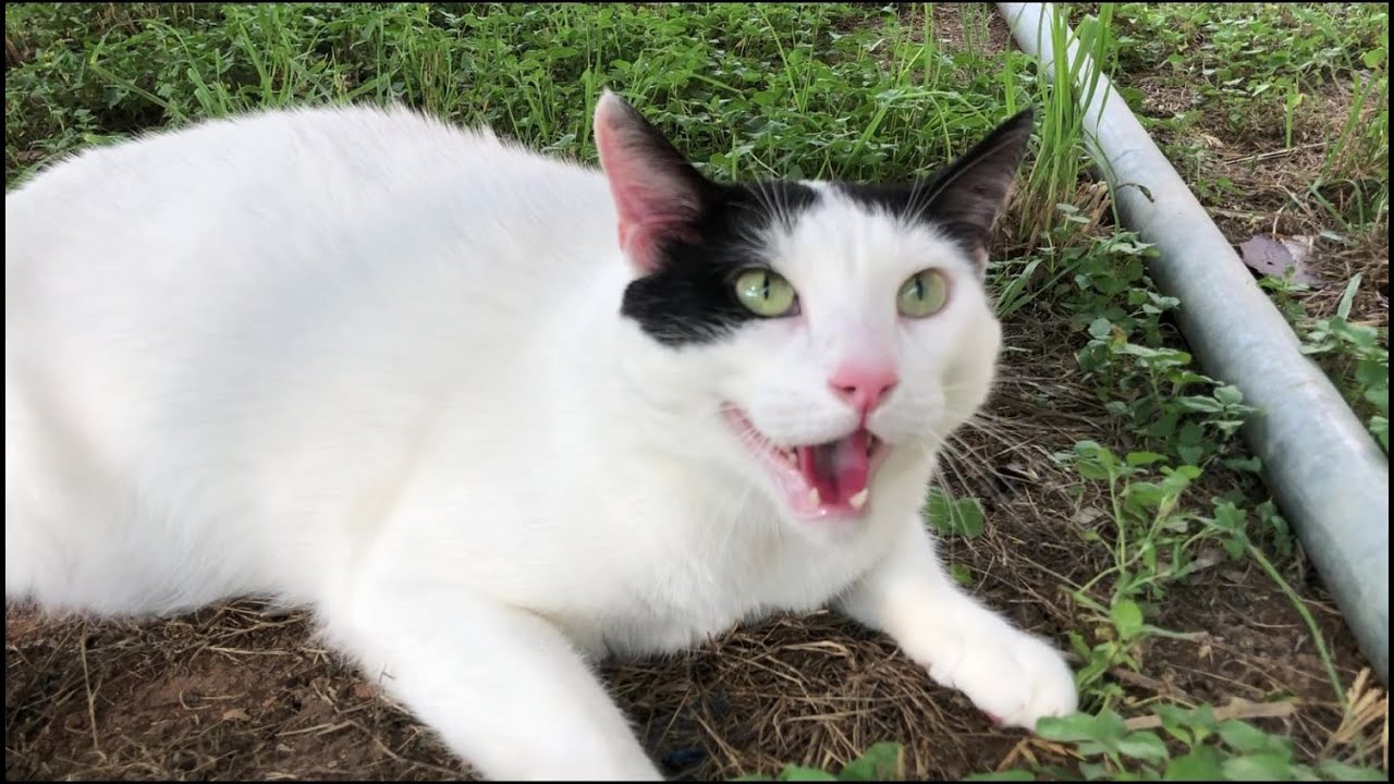 Silly overheated cat 🐈 🥵 - YouTube