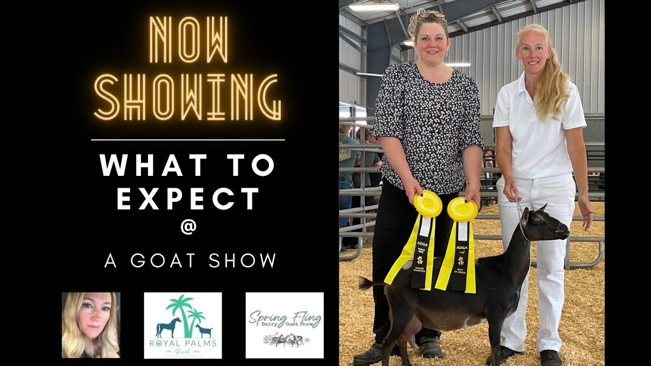 Winning at the Goat Show: Champion Nigerian Dwarf Show Goats - YouTube