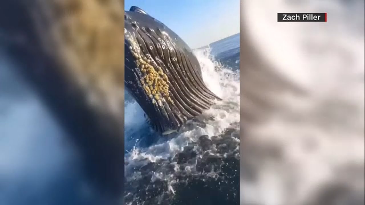 Humpback whale surprises father, son on fishing trip - YouTube