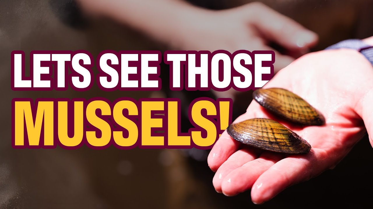 Freshwater Mussels: what they are and why they matter - YouTube