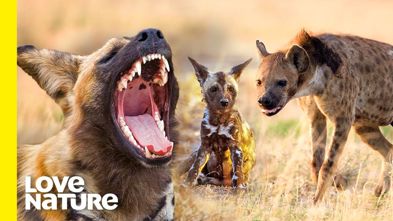 Wild Dogs Chase Off Hungry Hyenas to Protect Pups | Love Nature - YouTube