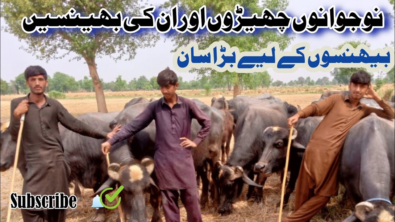 Pakistani Naojawan نوجوان Cheero Aur Onka Beflow Ka KaruBar کاروبار ...