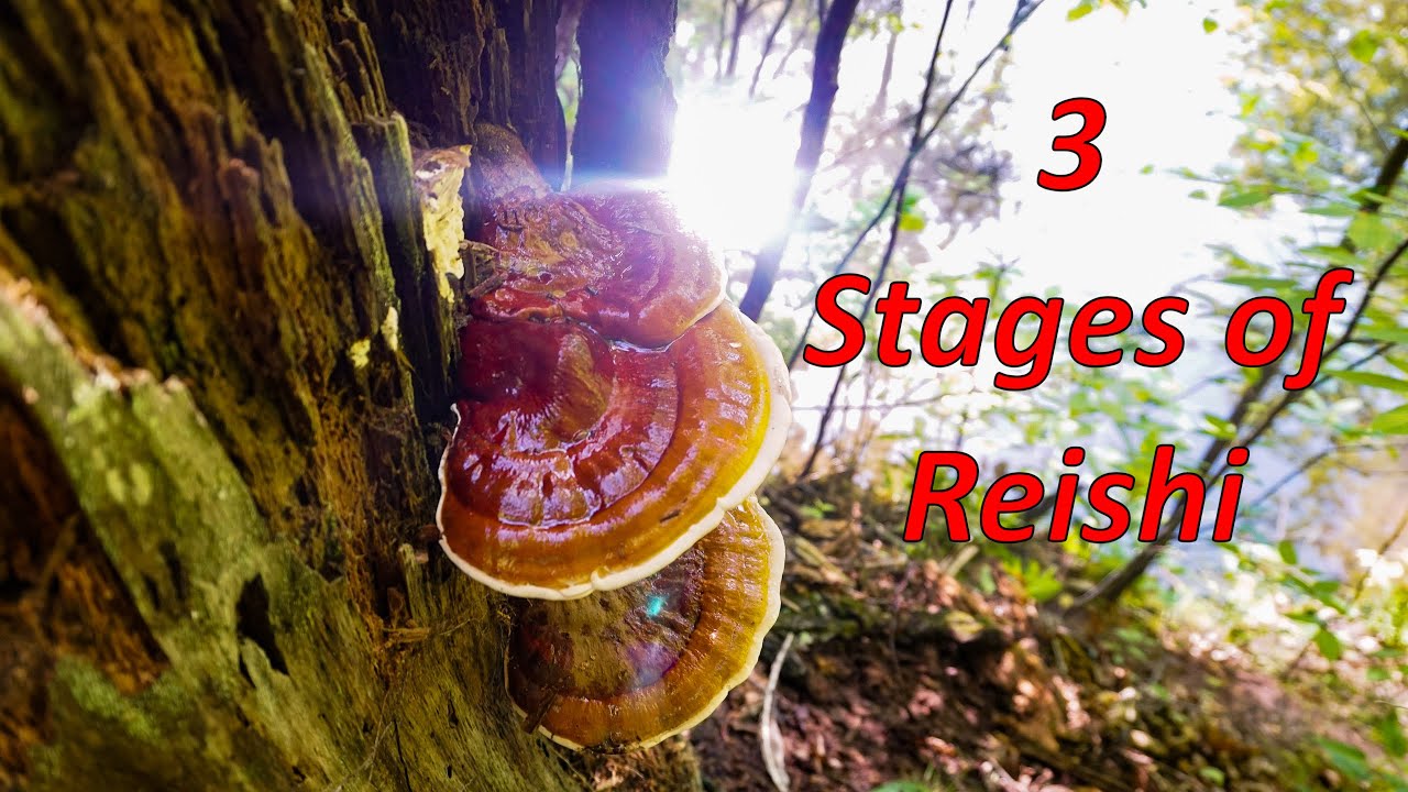 3 Stages of Reishi Mushroom Development. Identifying wild medicinal ...