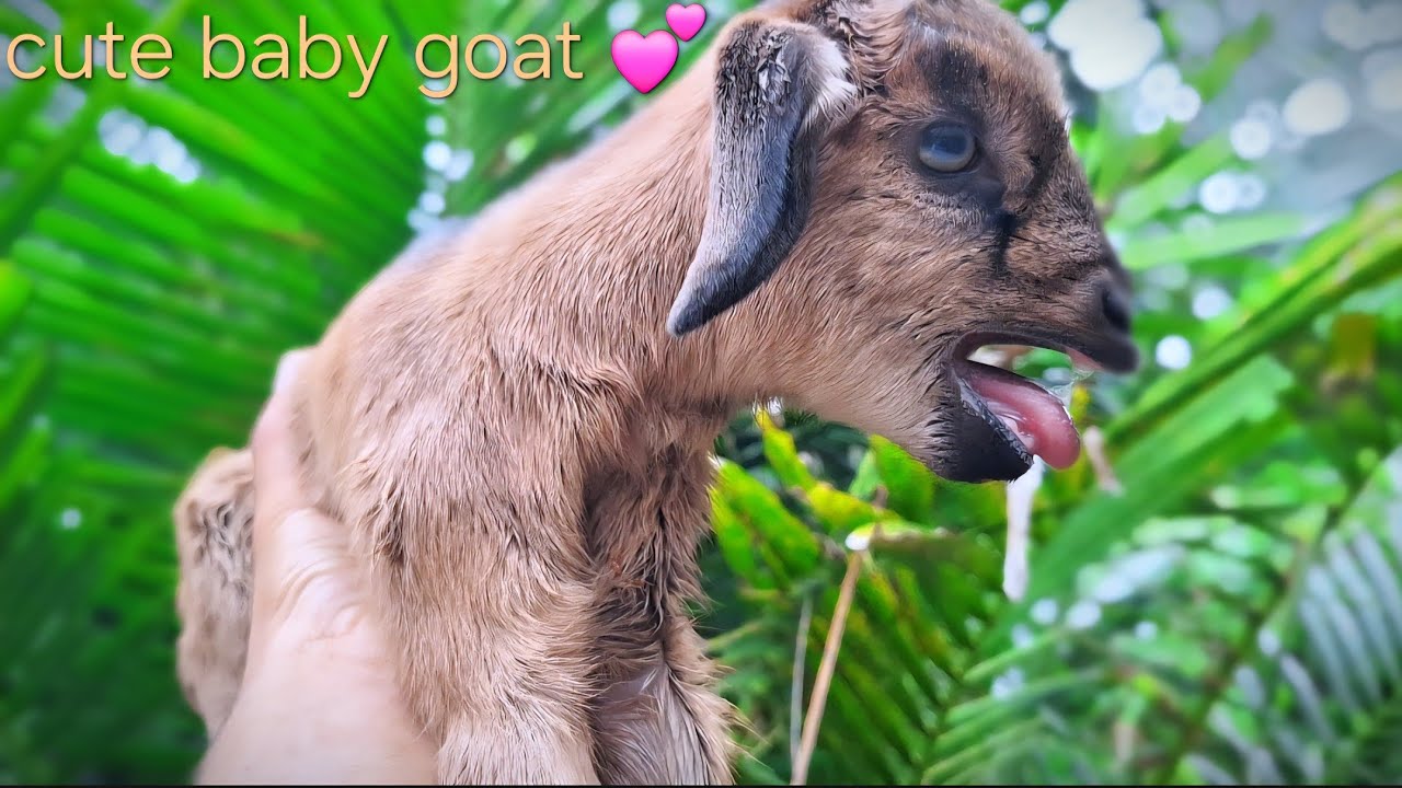 Baby goat sounds 💕#beautifullgoats #animals #subscribe - YouTube