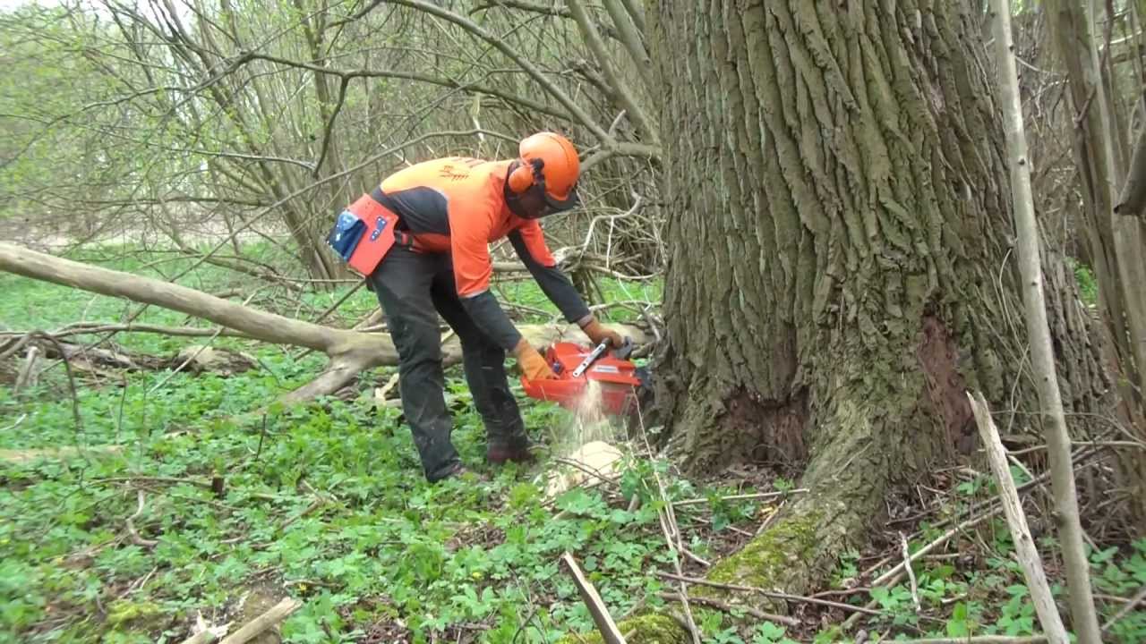 Extrembaumfällung Hybridpappel - YouTube