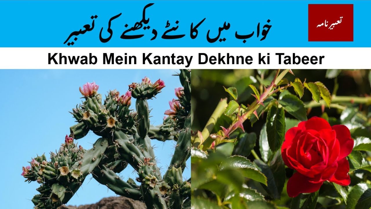 Khwab Mein Kanta Chubhna Ki Tabeer | خواب میں کانٹے دیکھنا | Thorns In ...