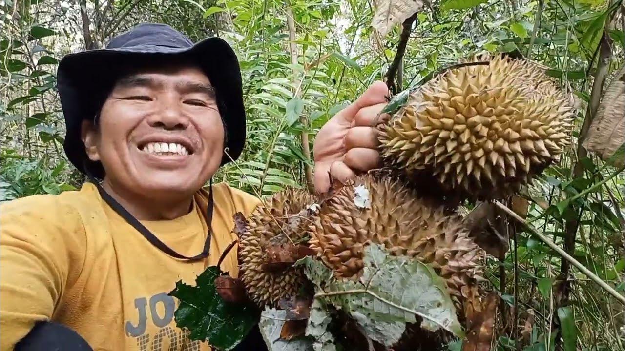 Keseruan mencari buah durian di hutan #musimduren #musimdurian #buahdurian - YouTube