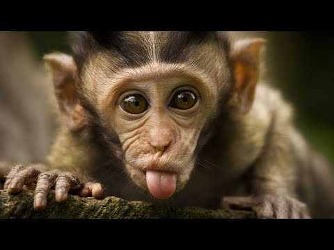 Beautiful and defenseless monkeys. Monkeys sounds - YouTube
