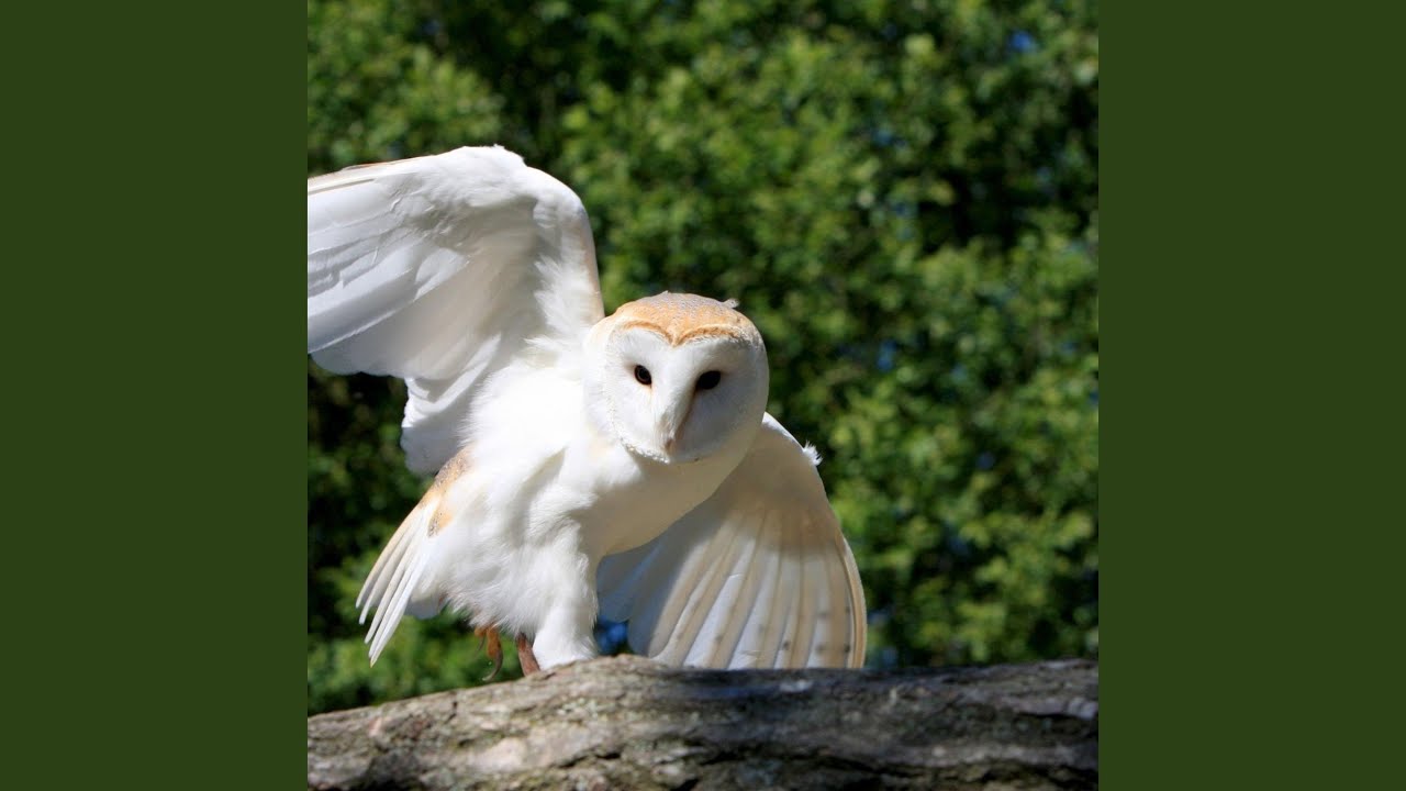 Musmere Morass - YouTube