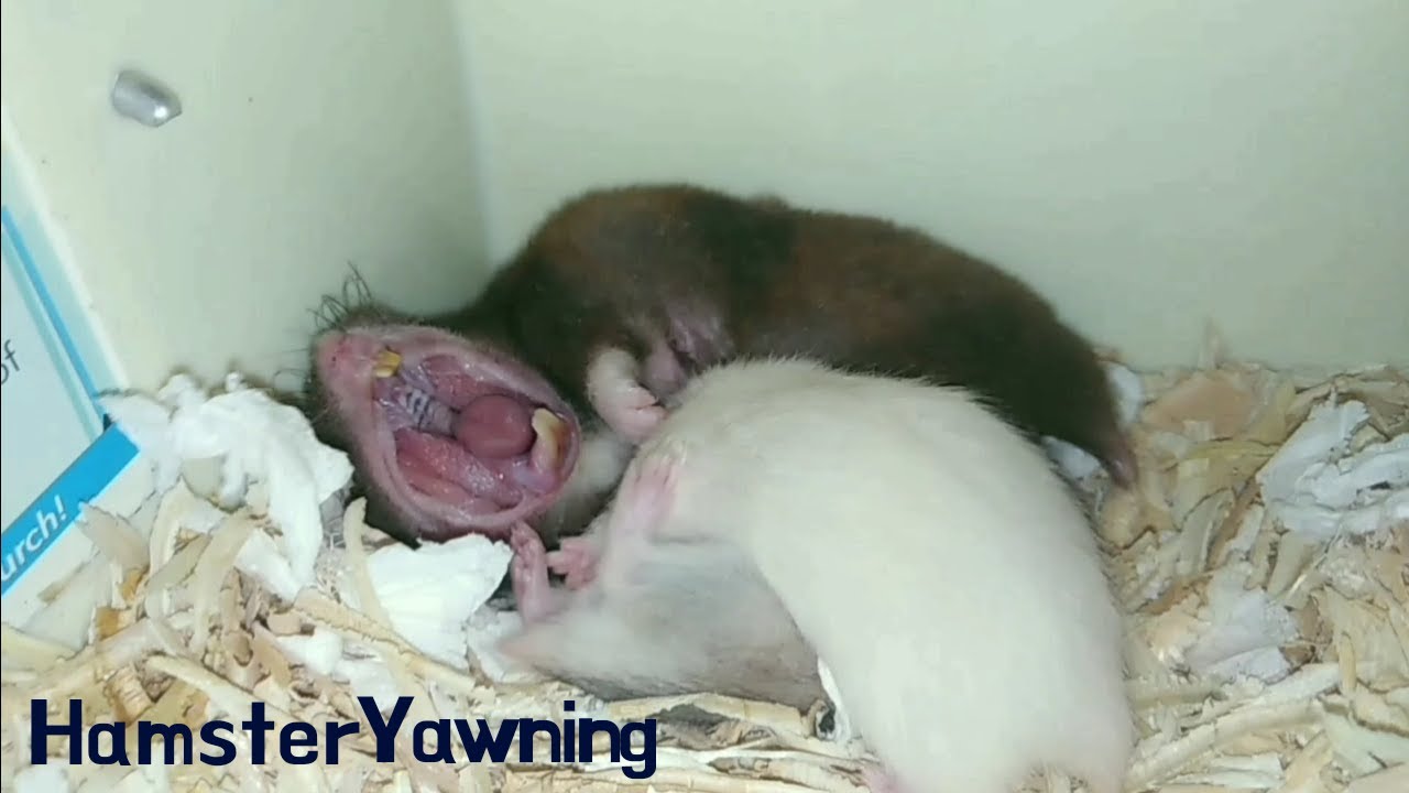 Hamster Yawning [Compilation] - YouTube