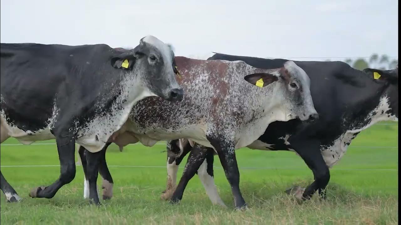 AFFU 0910, AFFU 0895, FIGO 0314 - YouTube