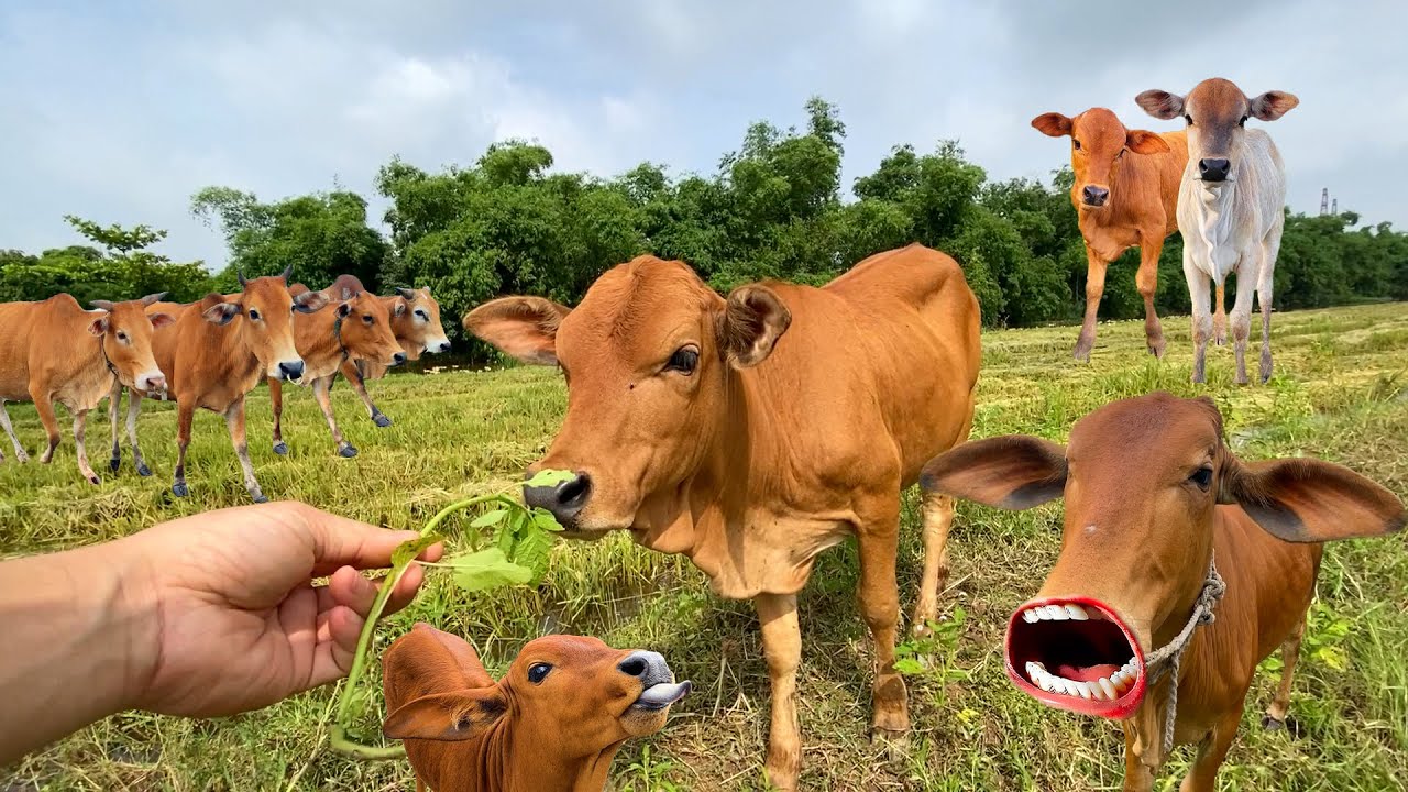 Con Bò - Nhạc Con Bò - Con Bò Ăn Cỏ - Bài Hát Con Bò #conbo #nhacconbo ...