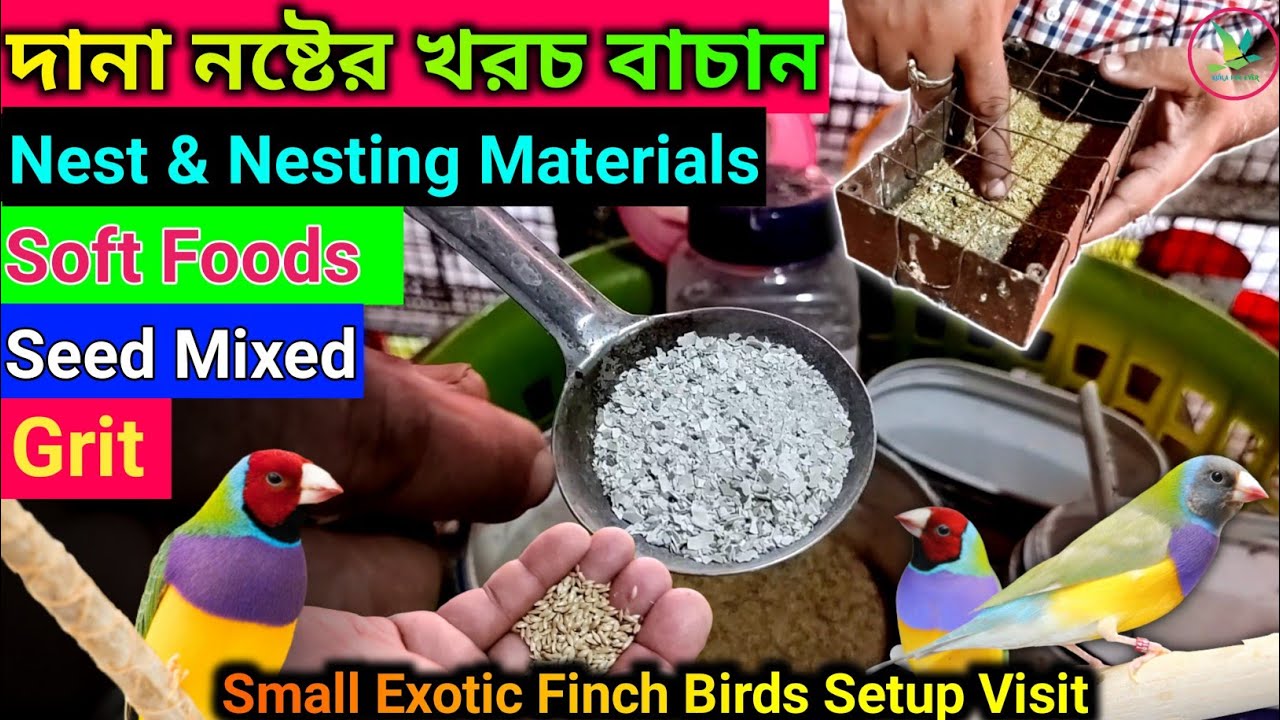 Small Exotic Finch Birds Soft Foods, Seed Mixed,Grit,Care And Breeding ...