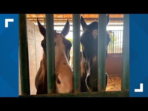 Horses seized in animal cruelty case recovering at Salado nonprofit ...