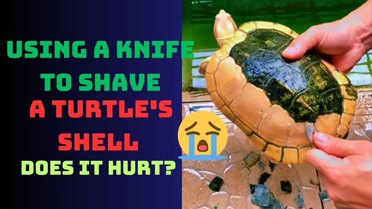 Using a knife to shave a turtle's shell. Does it hurt? - YouTube