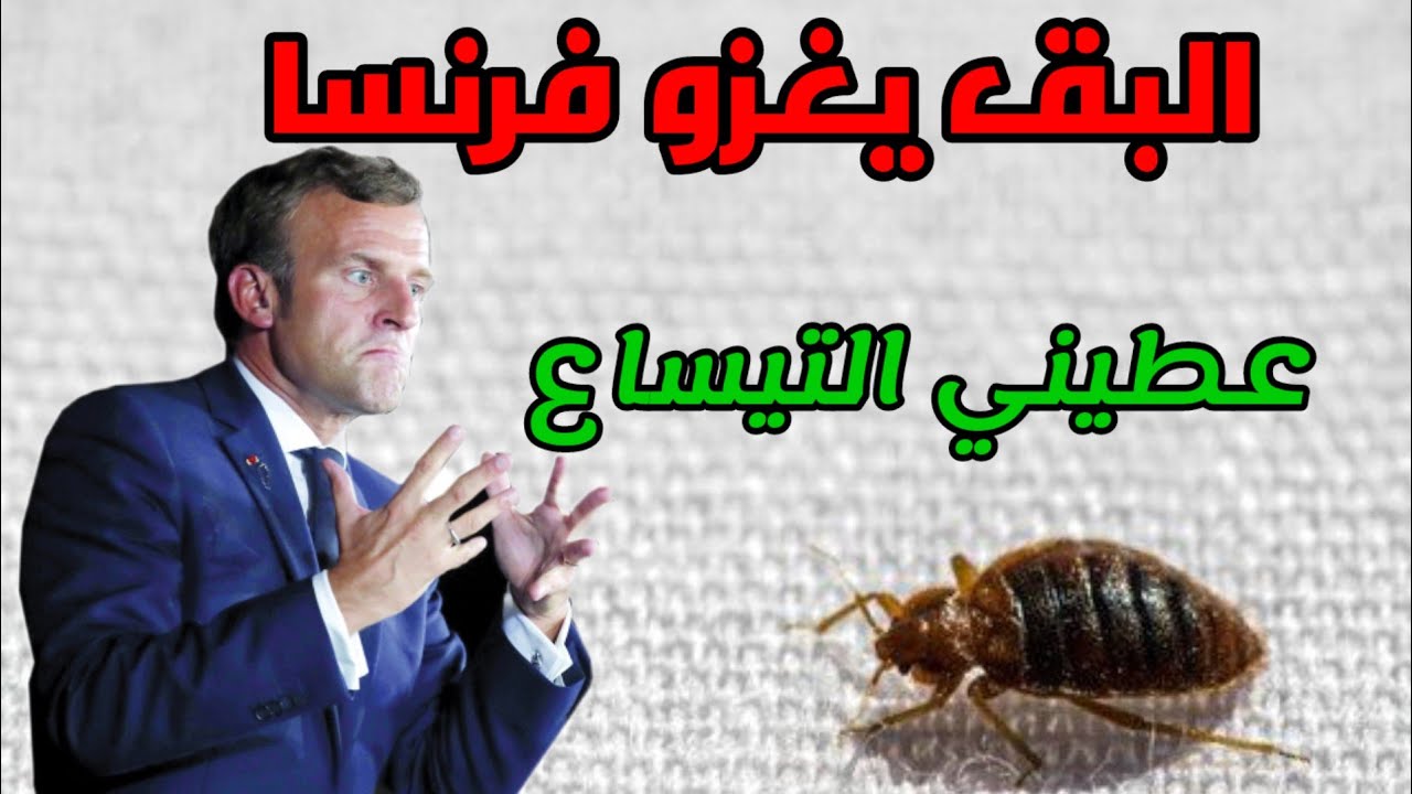 البق يغزو باريس وينشر الرعب في السكان باريس تحت هجوم حشرة البق Youtube